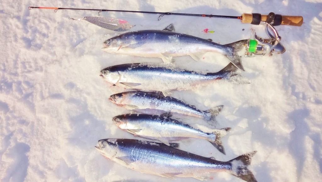 How to Ice Fish for Kokanee - BC Fishn