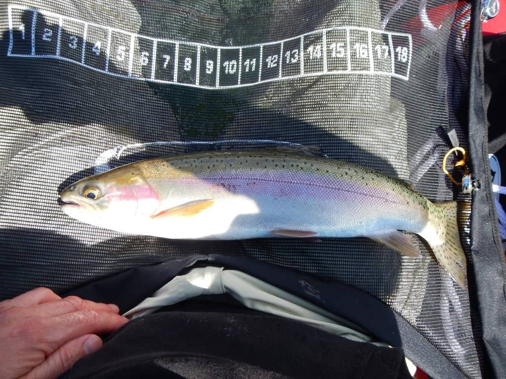 A Rookies Guide to Chironomid Fly Fishing - BC Fishn