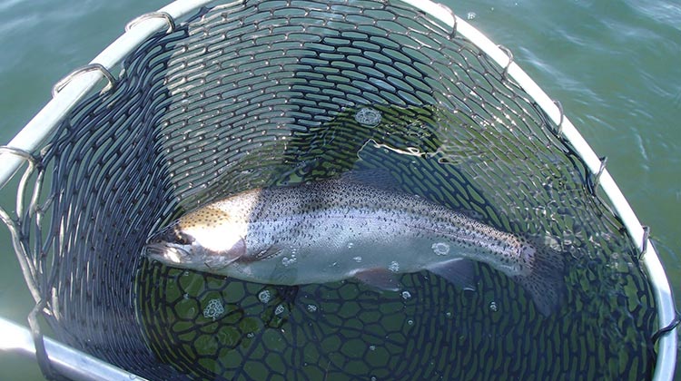 TIPS - HOW TO RECOGNIZE MATURE (SOON-TO-SPAWN) FEMALE TROUT - BC Fishn