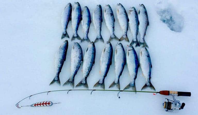 Ice Fishing Kokanee in British Columbia - BC Fishn