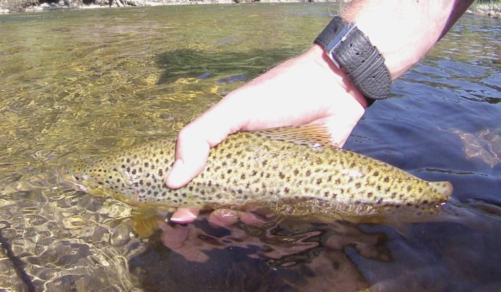 Tips & Techniques on How to Fish Rivers - BC Fishn